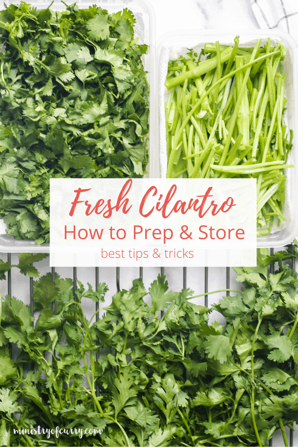 Fresh Cilantro | How to Prep & Store - Ministry of Curry